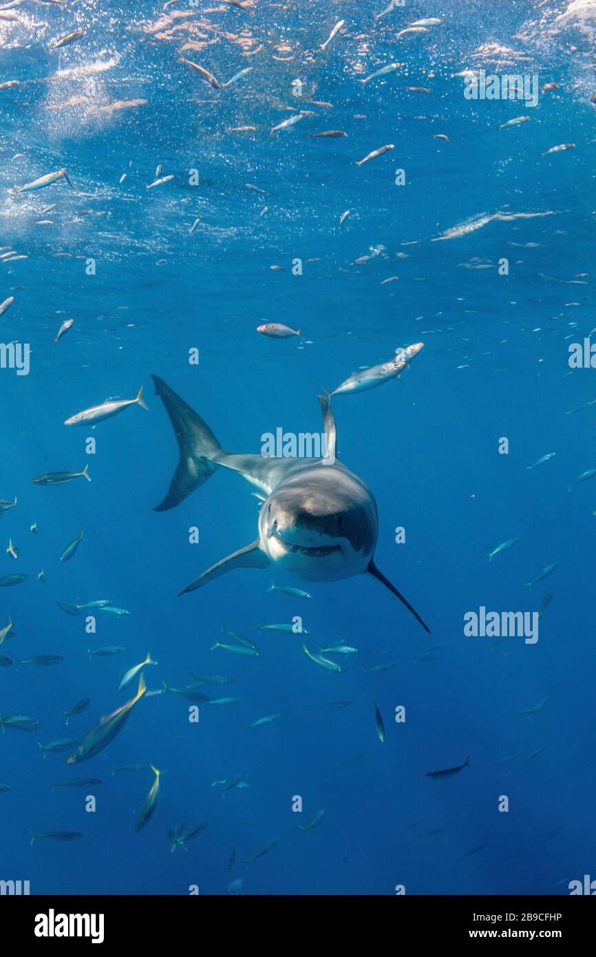 Guadalupe mexico great white sharks hi-res stock photography and images ...