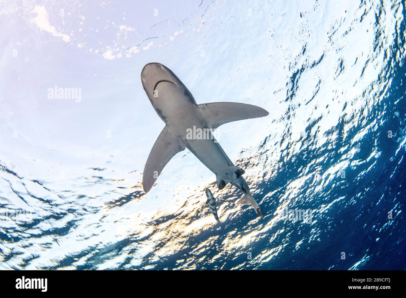 Shark swimming overhead hi-res stock photography and images - Alamy