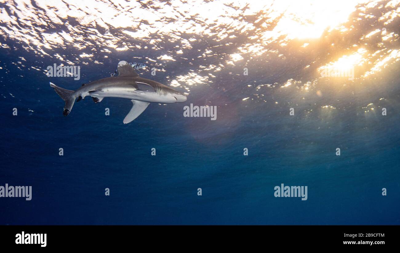 Shark side view hi-res stock photography and images - Alamy