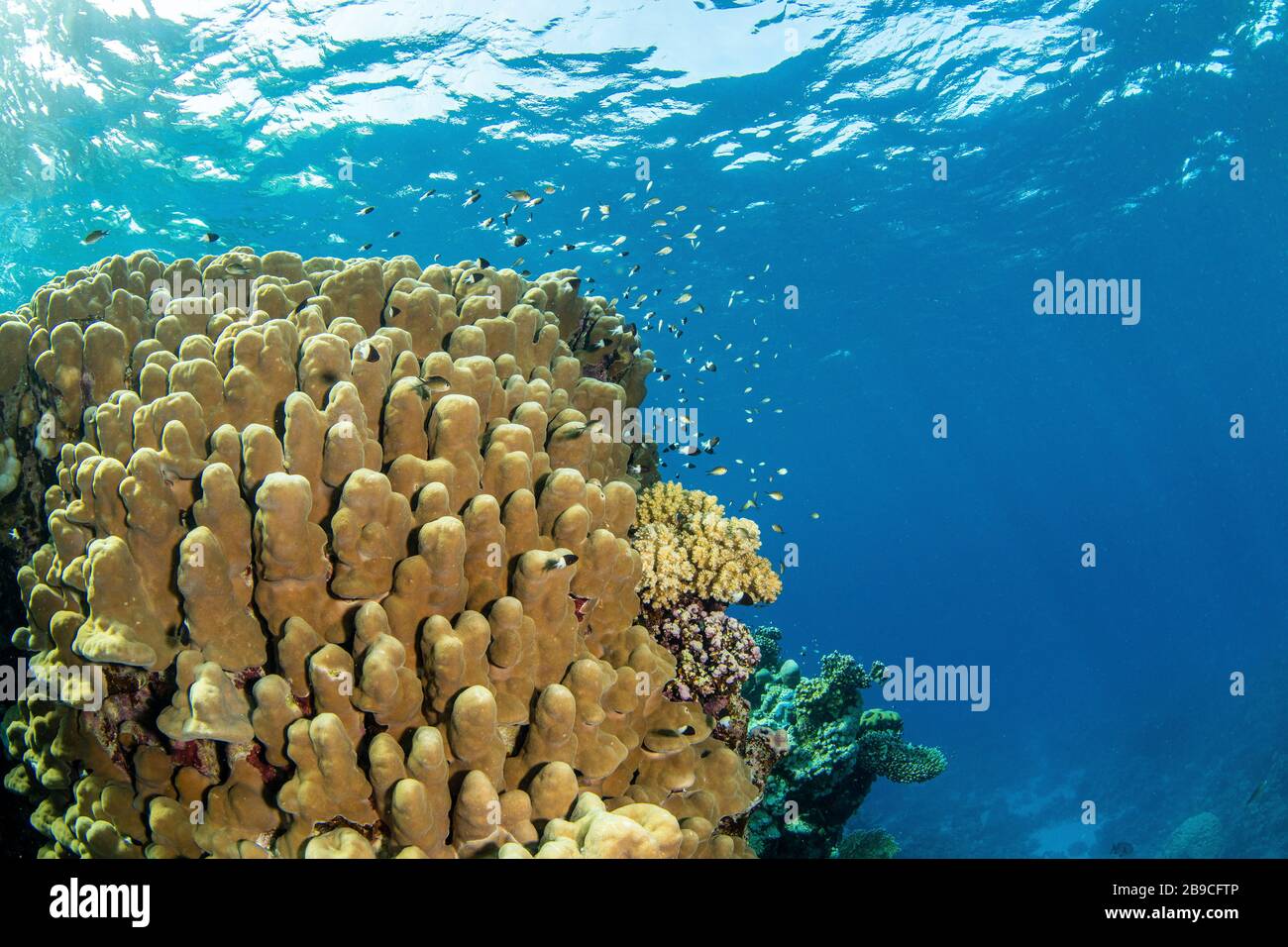 A coral bommie hosts many small reef fish, Red Sea Stock Photo - Alamy