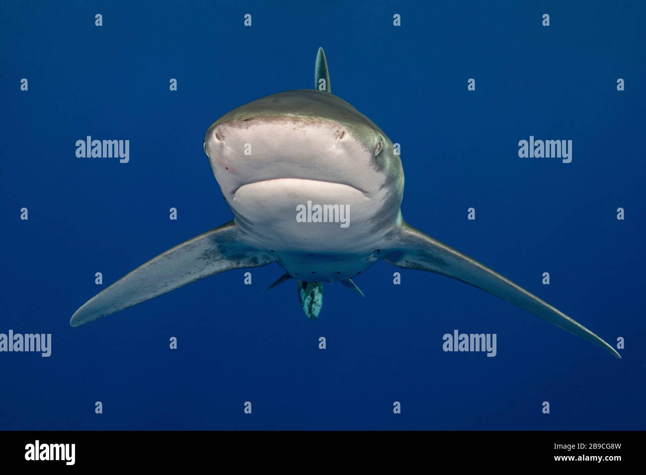 An imposing stance from an oceanic whitetip shark, Red Sea Stock Photo ...