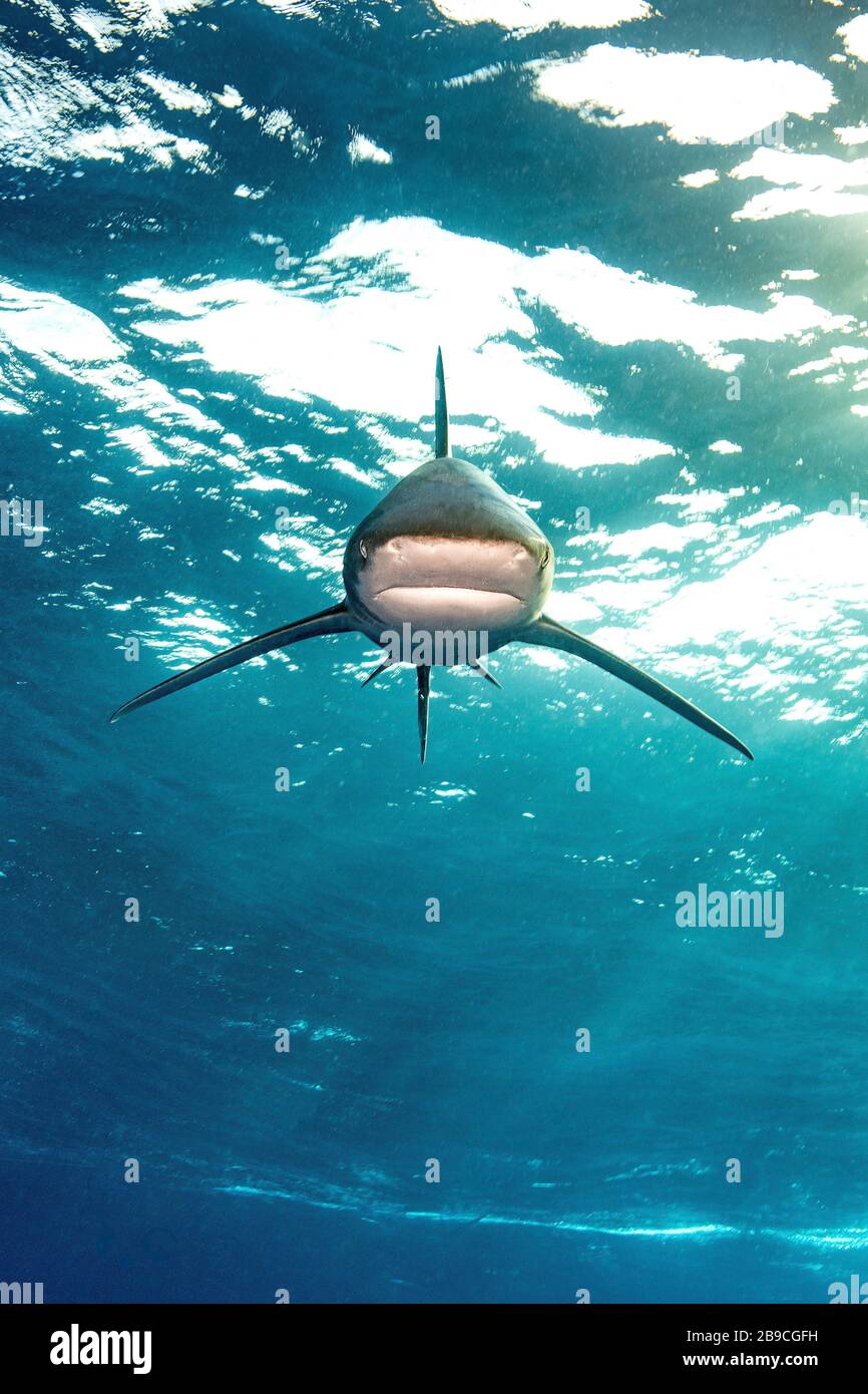 An oceanic whitetip shark approaches with an imposing stance, Red Sea ...
