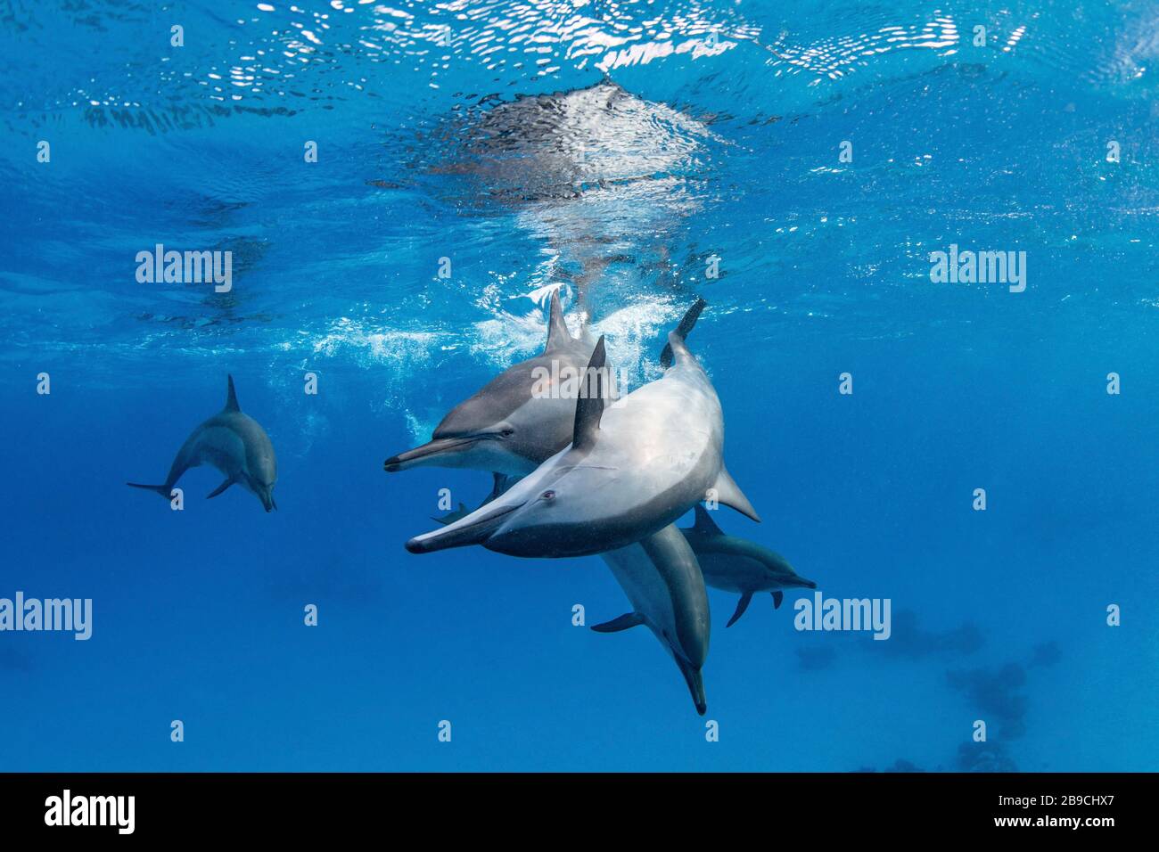 A pod of spinner dolphins, Red Sea Stock Photo - Alamy