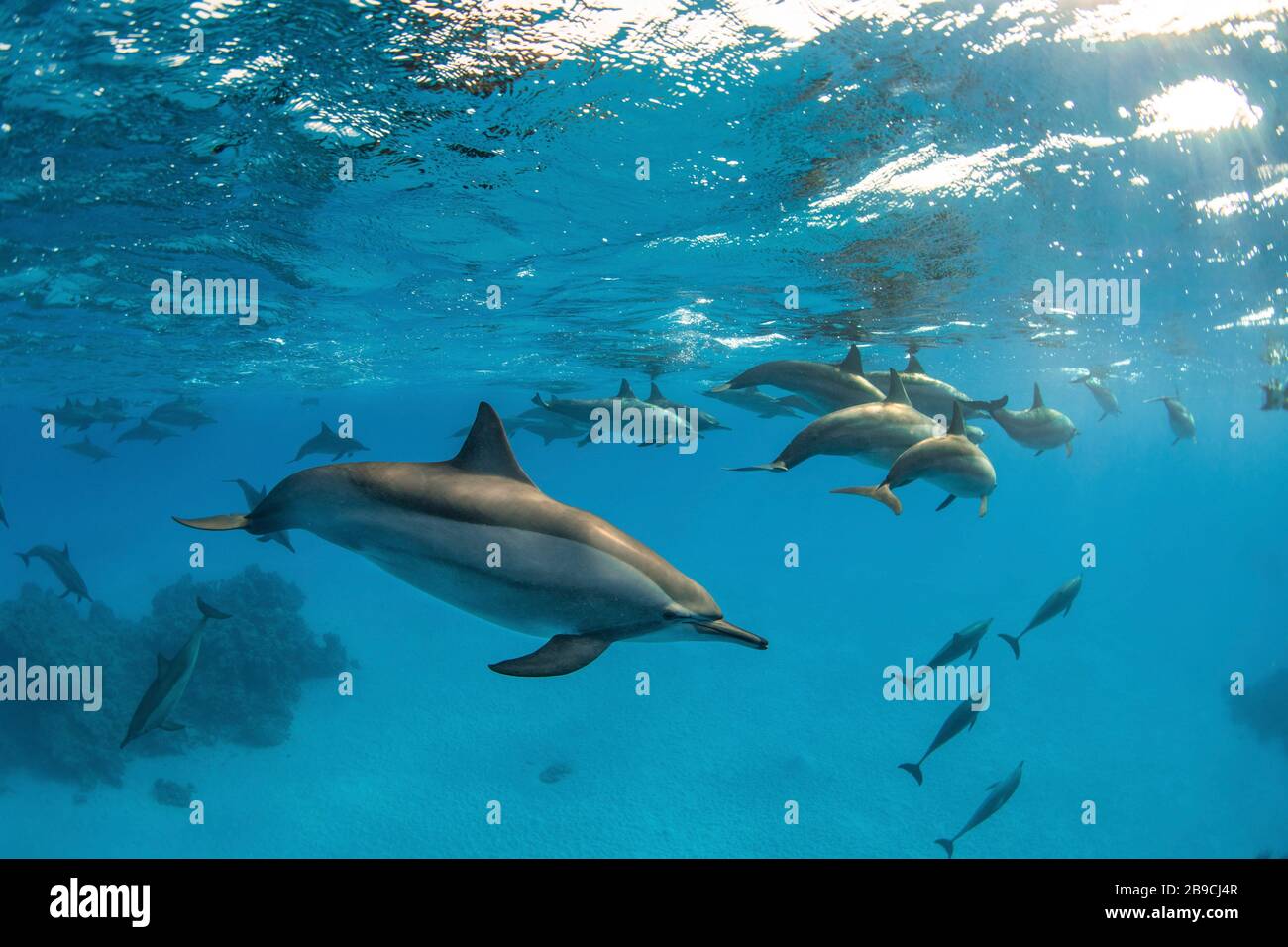 Dolphin pod horizontal hi-res stock photography and images - Alamy
