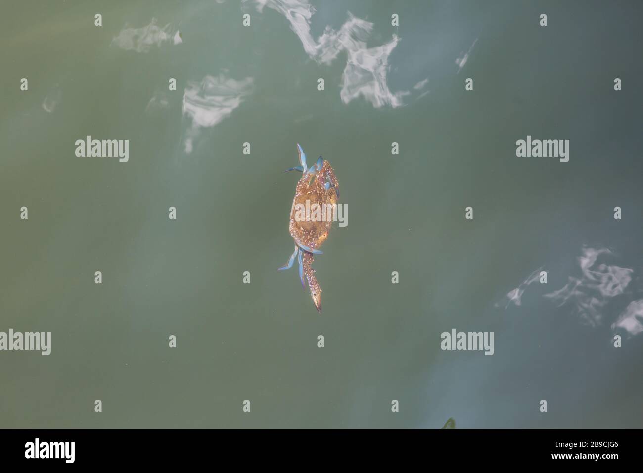 Blue swimmer crab hi-res stock photography and images - Alamy
