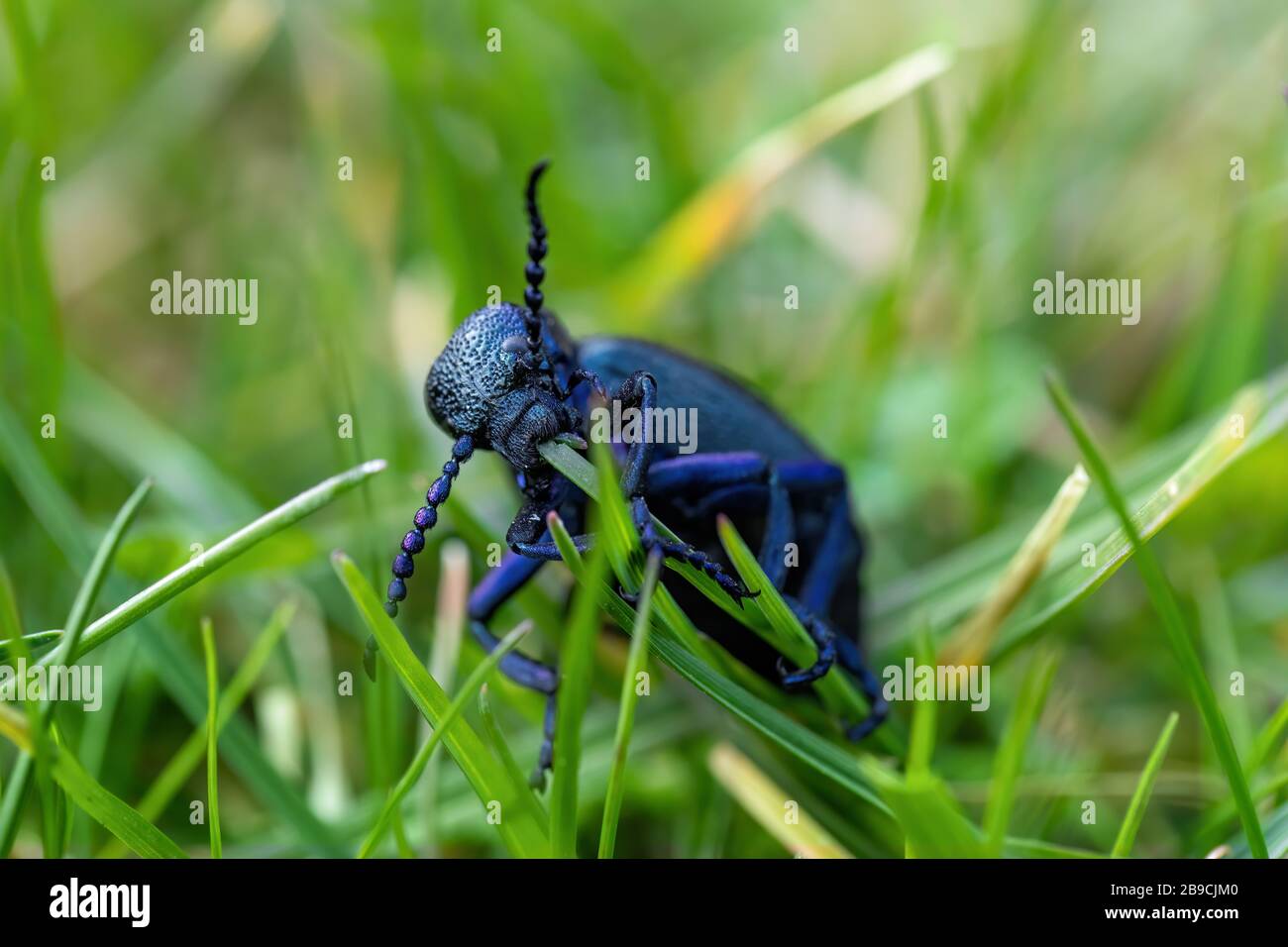big poisonous Violet oil beetle feeding on fresh green gras, Meloe ...