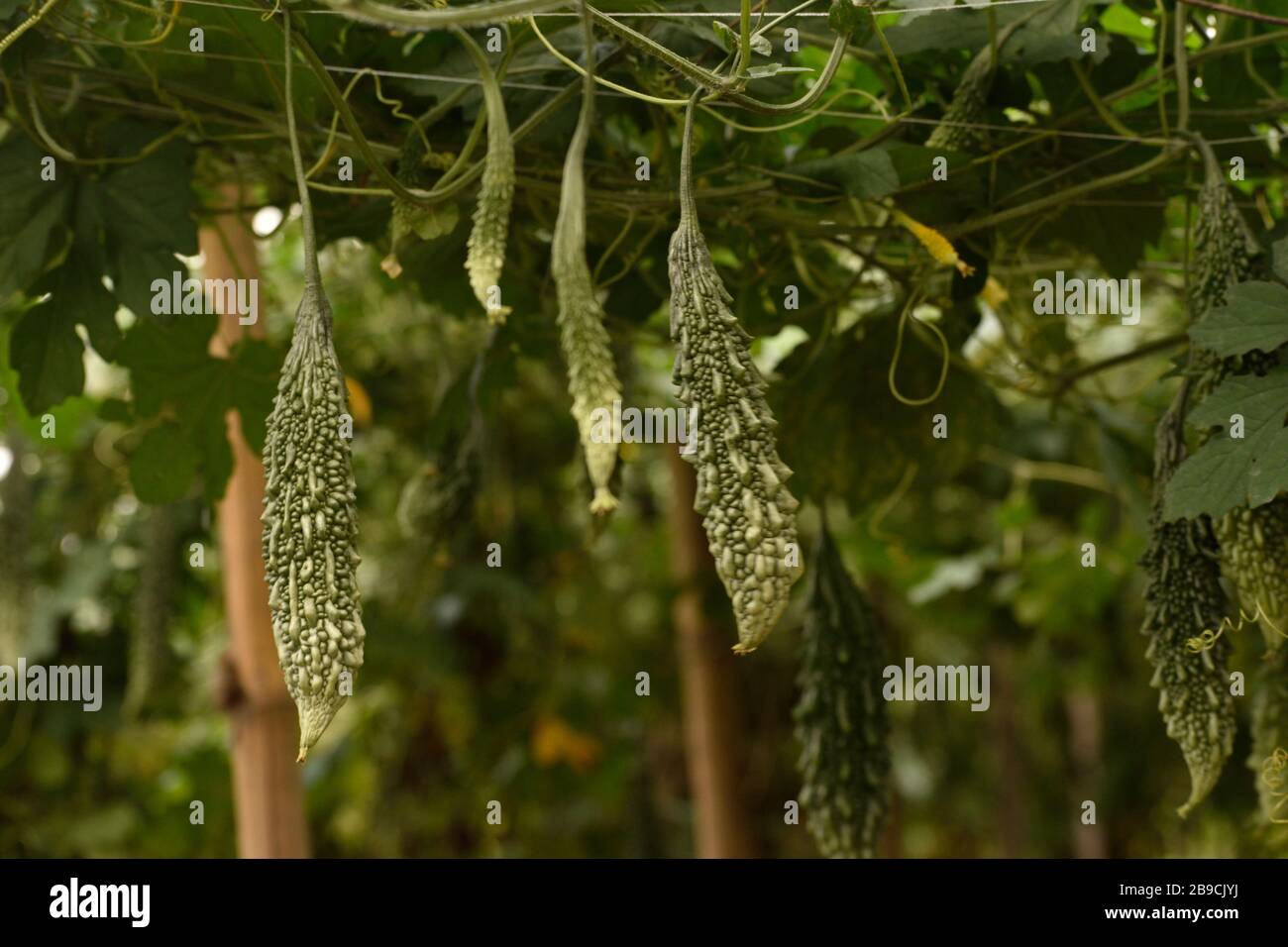 Bitter gourd plant hi-res stock photography and images - Alamy