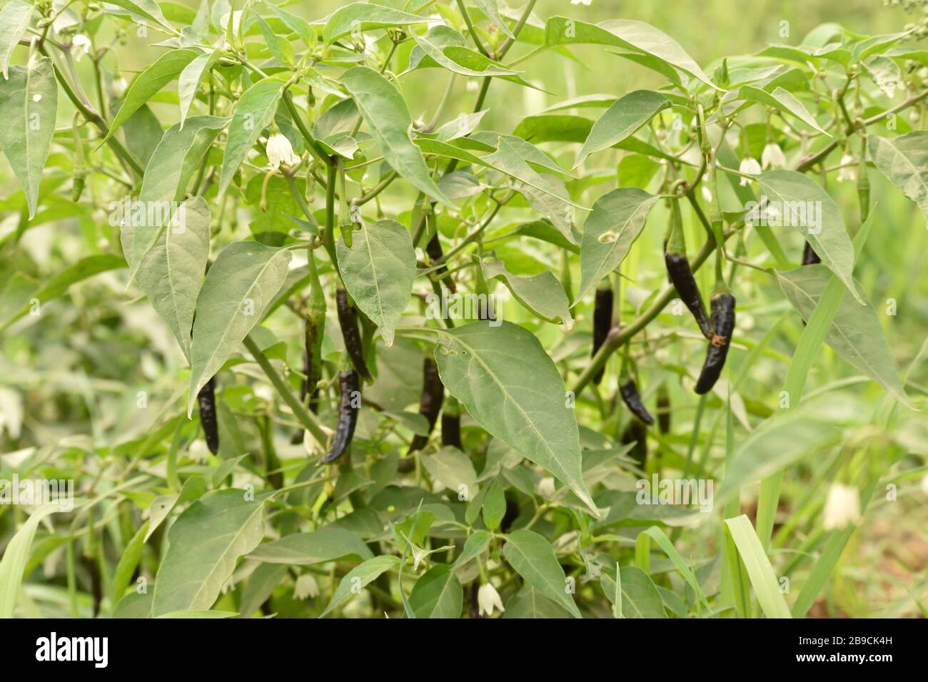black chili tree farming in india Stock Photo - Alamy