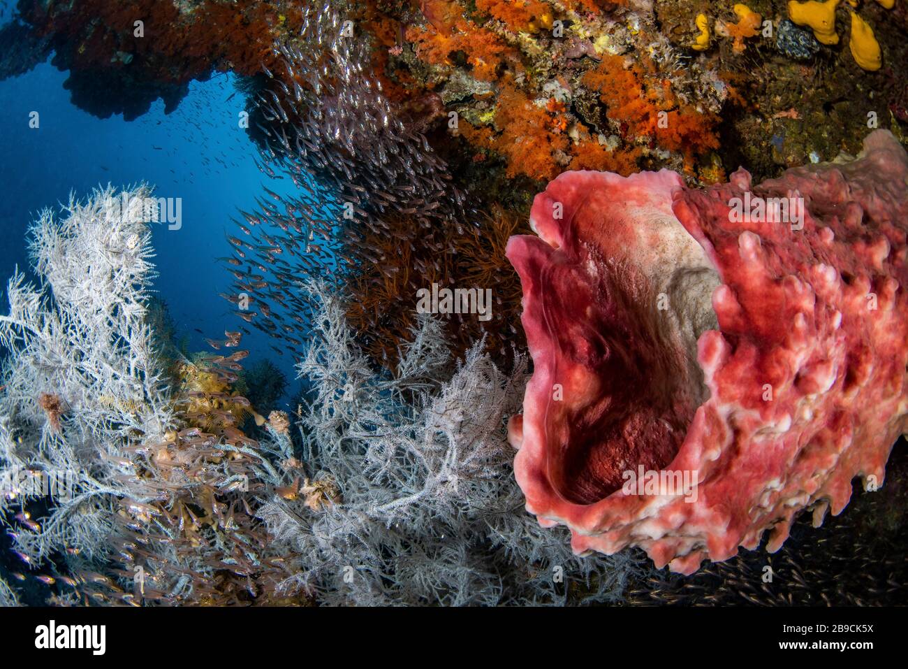 Glass fish shelter near black coral and a large barrel sponge Stock ...