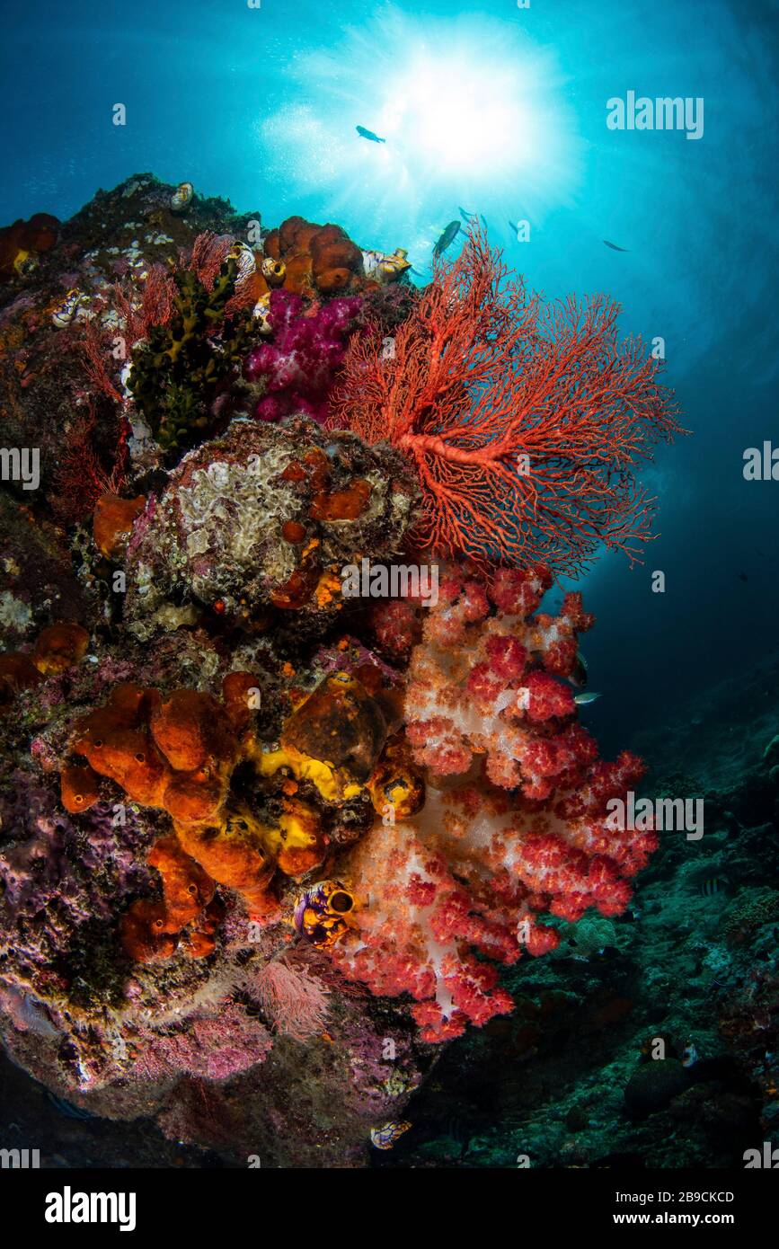 A colorful coral bommie under the sun on a reef in Raja Ampat ...