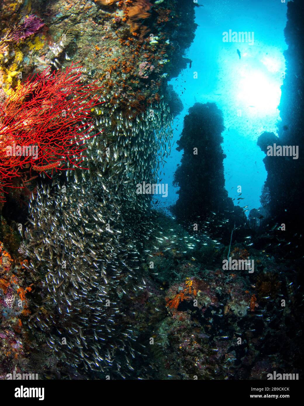 Small school of fish underwater hi-res stock photography and images - Alamy