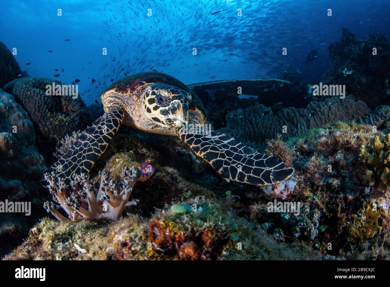 Turtle swimming with school of fish hi-res stock photography and images ...