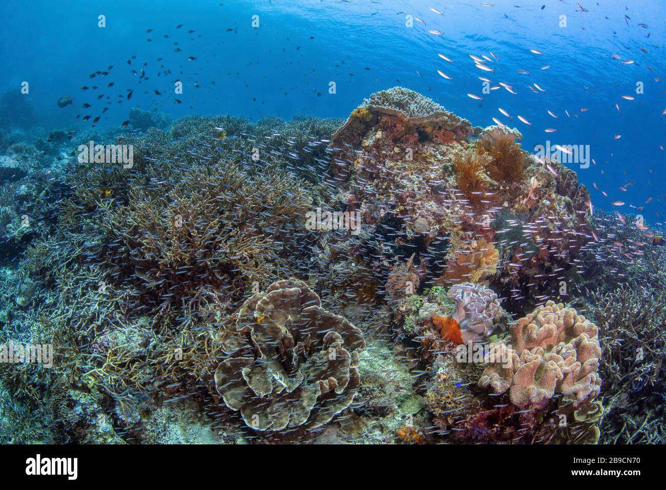 A coral reef with many reef fish is a healthy reef, Raja Ampat ...