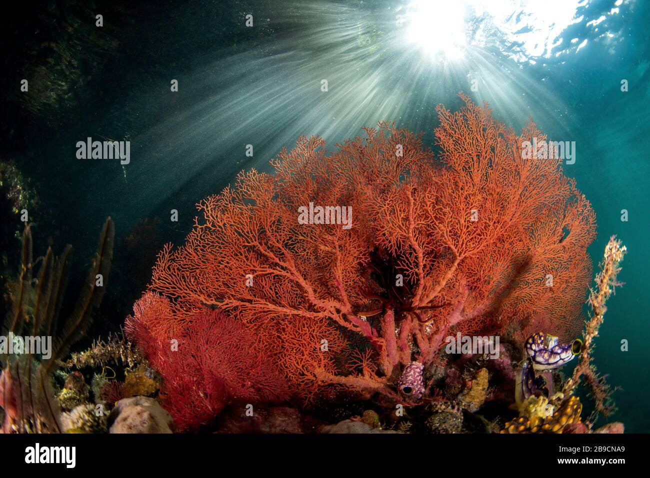 A gorgonian fan is highlighted by the suns rays through the water Stock ...