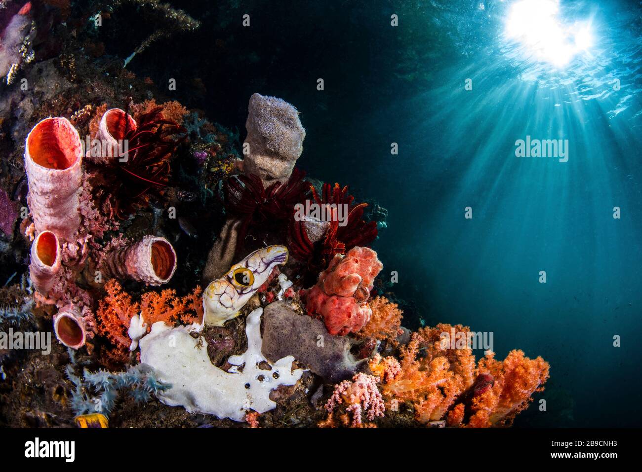 Tunicates, sponges crinoids and soft corals decorate this coral reef ...