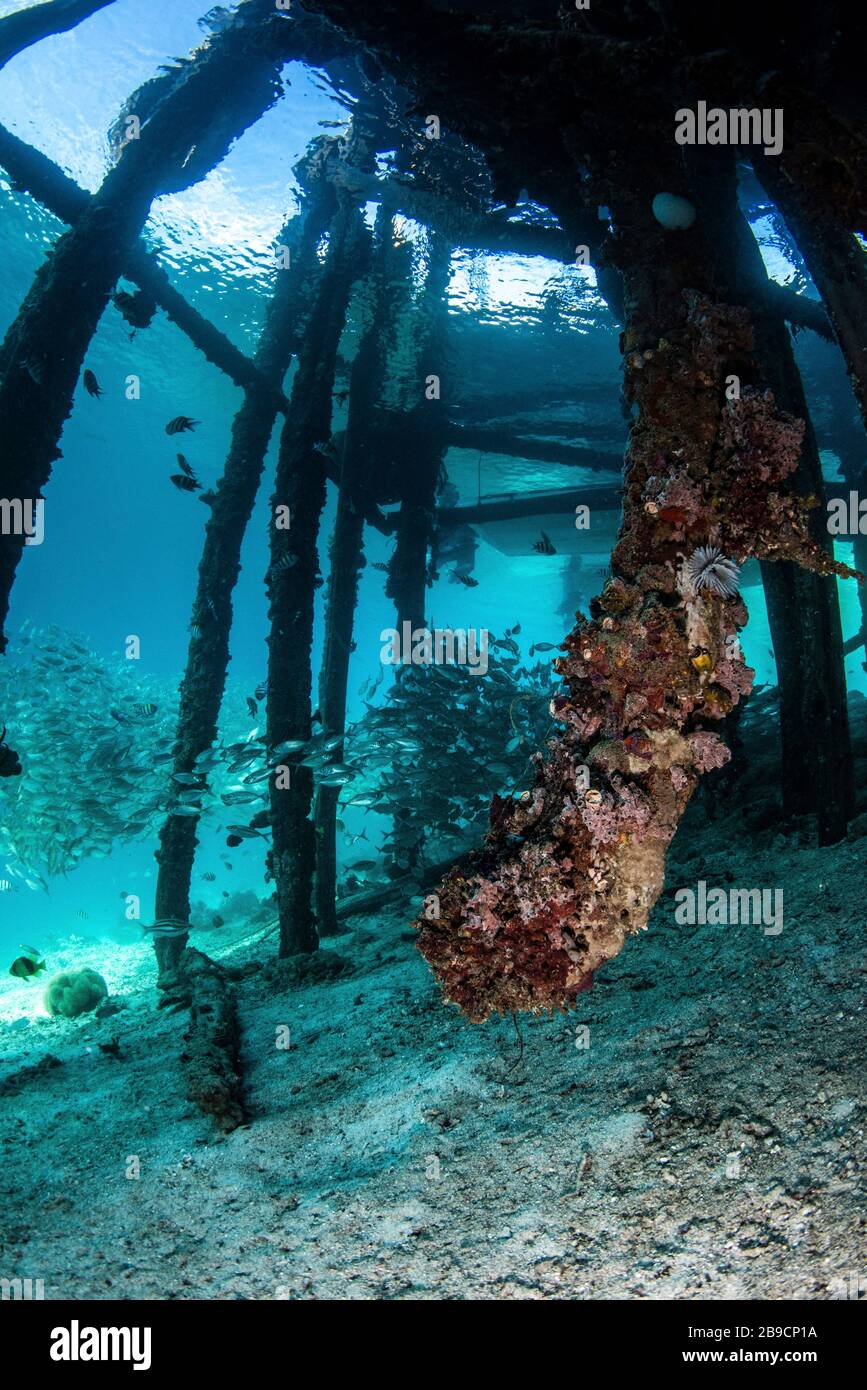 Animal scats hi-res stock photography and images - Alamy