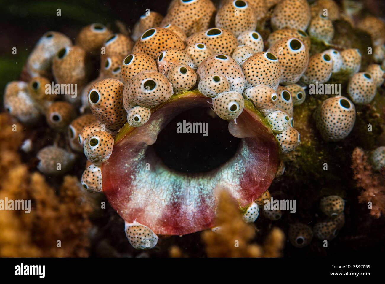 A tunicate colony has colonized a tunicate, Raja Ampat, Indonesia Stock ...