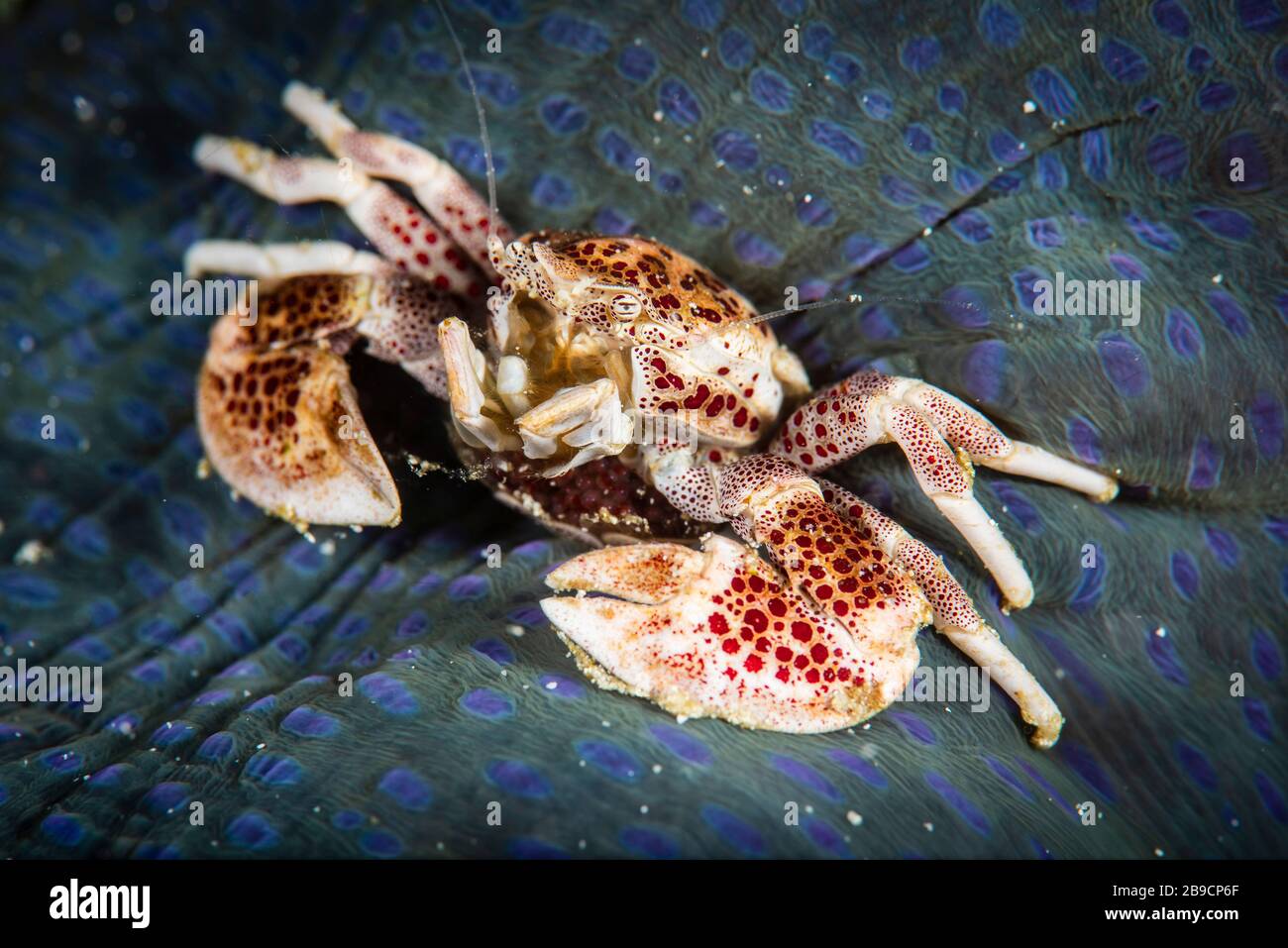Crabs underwater hi-res stock photography and images - Alamy