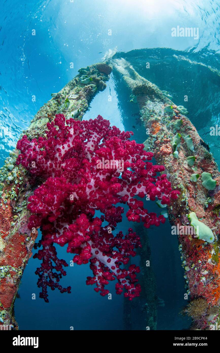 Underwater pier piling hi-res stock photography and images - Alamy
