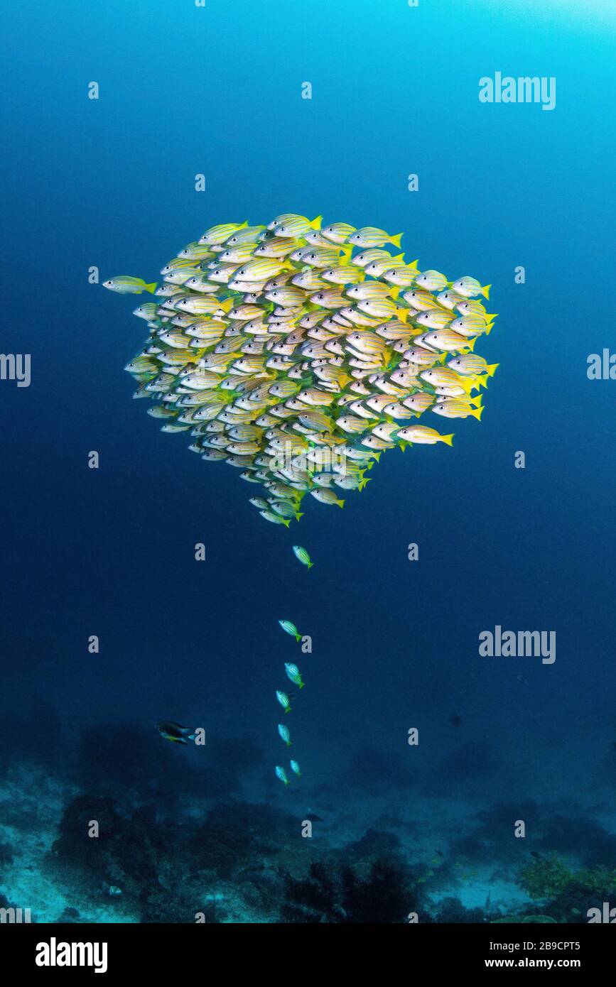 Catching large marine animals hi-res stock photography and images - Alamy