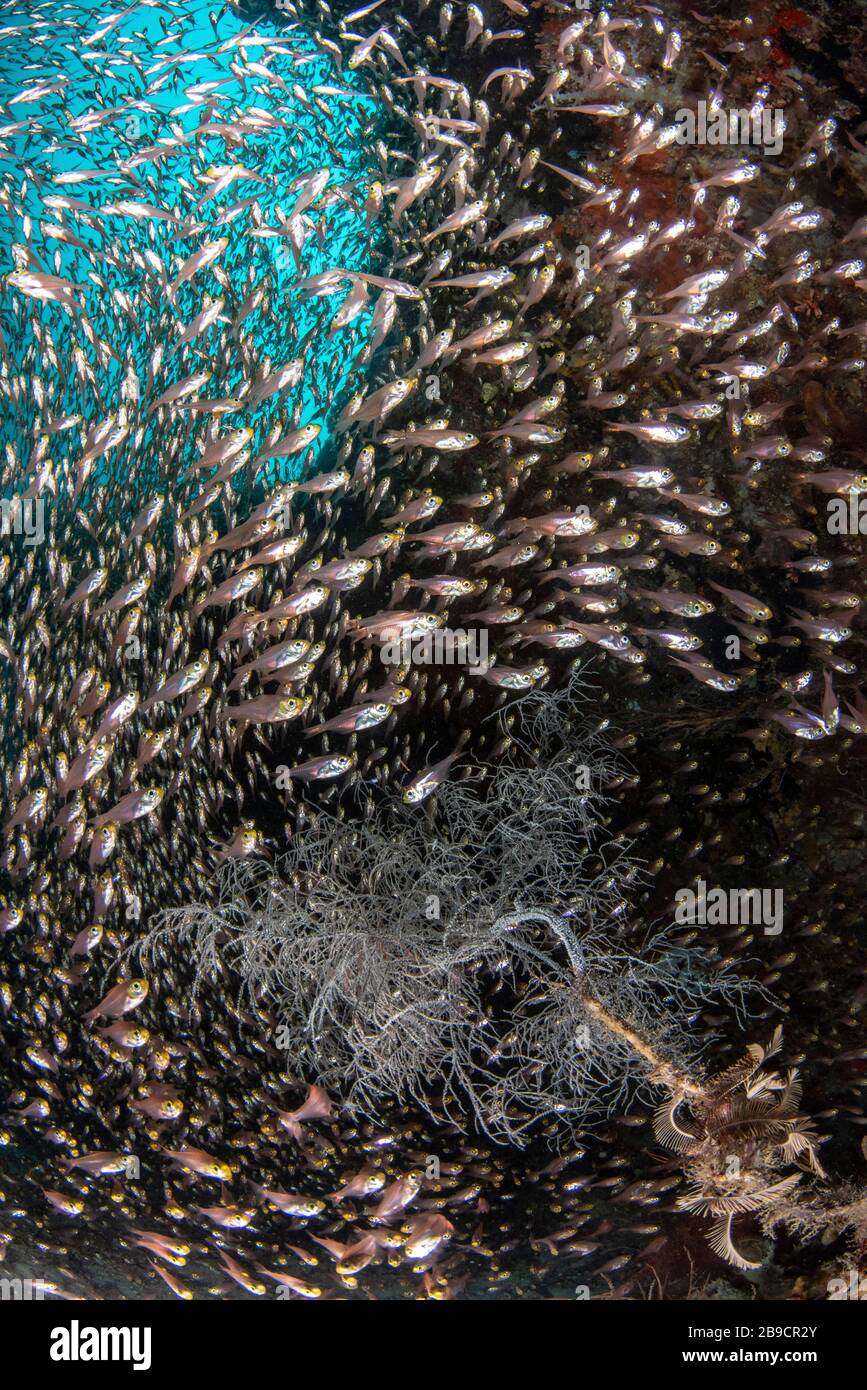 Asiatic glassfish hi-res stock photography and images - Alamy