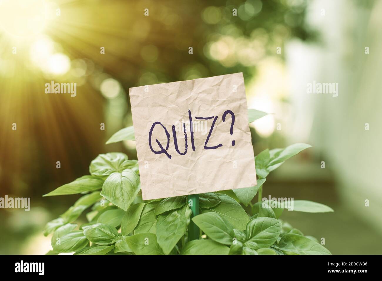 Conceptual hand writing showing Quiz Question. Concept meaning test of ...
