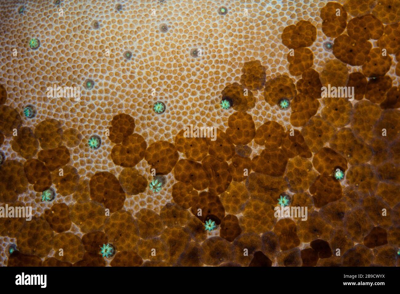 Small, undescribed Acoel flatworms, Waminoa species Stock Photo - Alamy