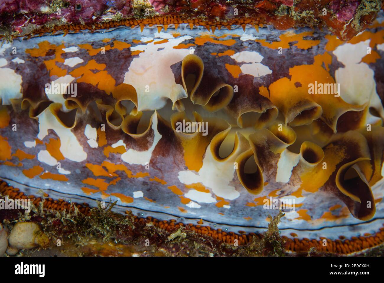 A variable thorny oyster, Spondylus varians Stock Photo - Alamy