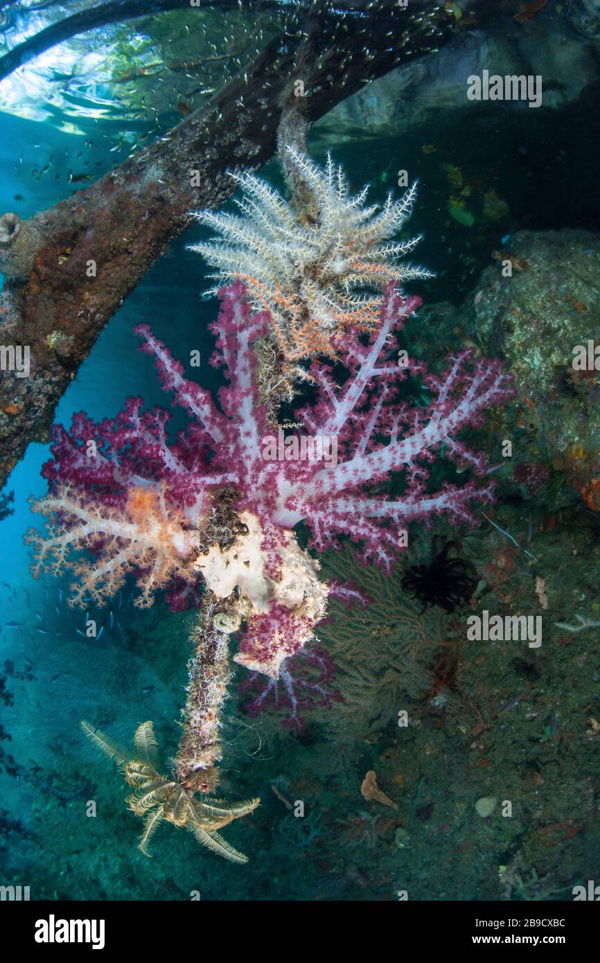 Branch of soft coral hi-res stock photography and images - Alamy