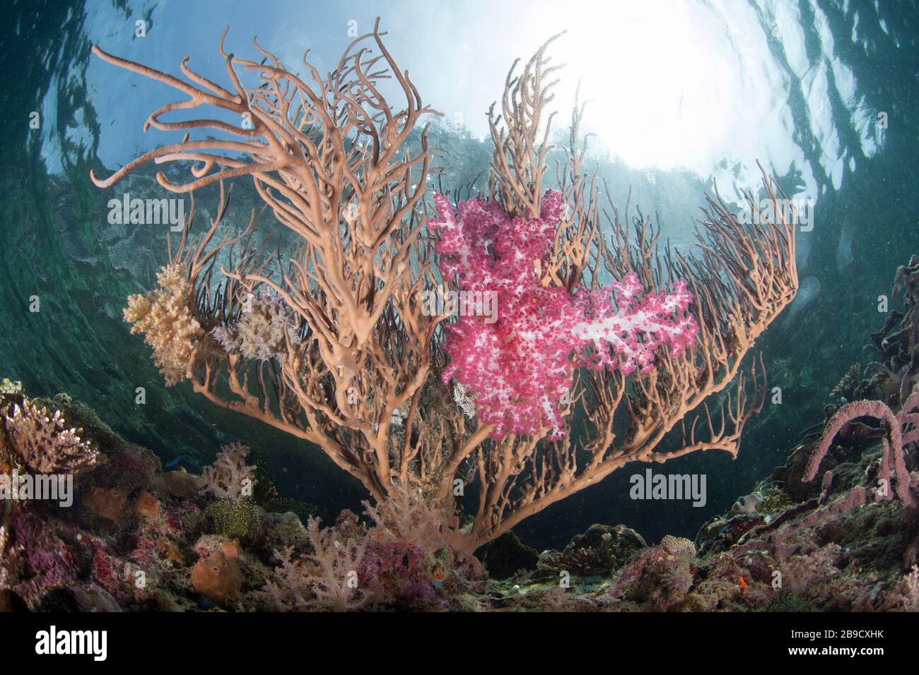 A soft coral and large gorgonian thrive on a beautiful coral reef Stock ...