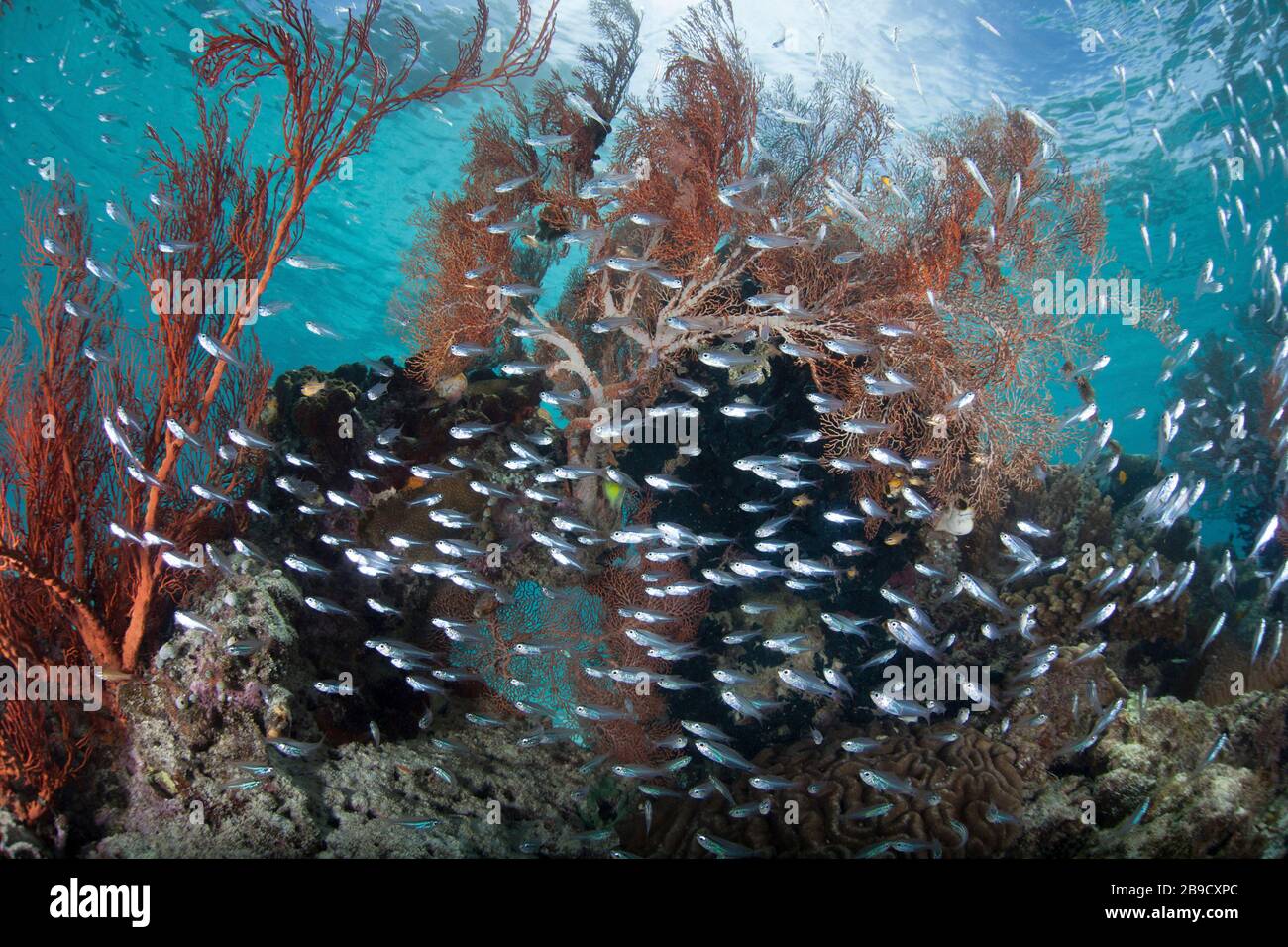 Cardinalfish school around a colorful coral bommie growing on a reef ...
