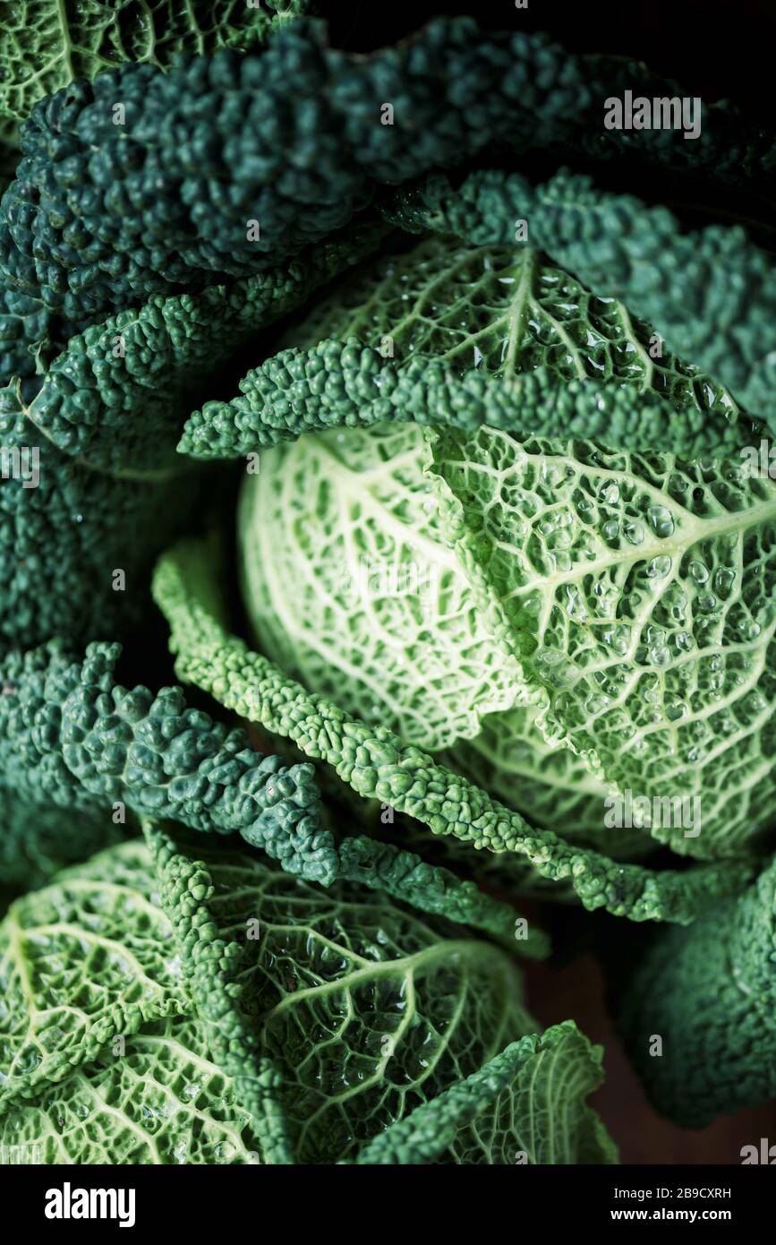 Raw green cabbage texture. Organic savoy cabbage background. Vegan and ...