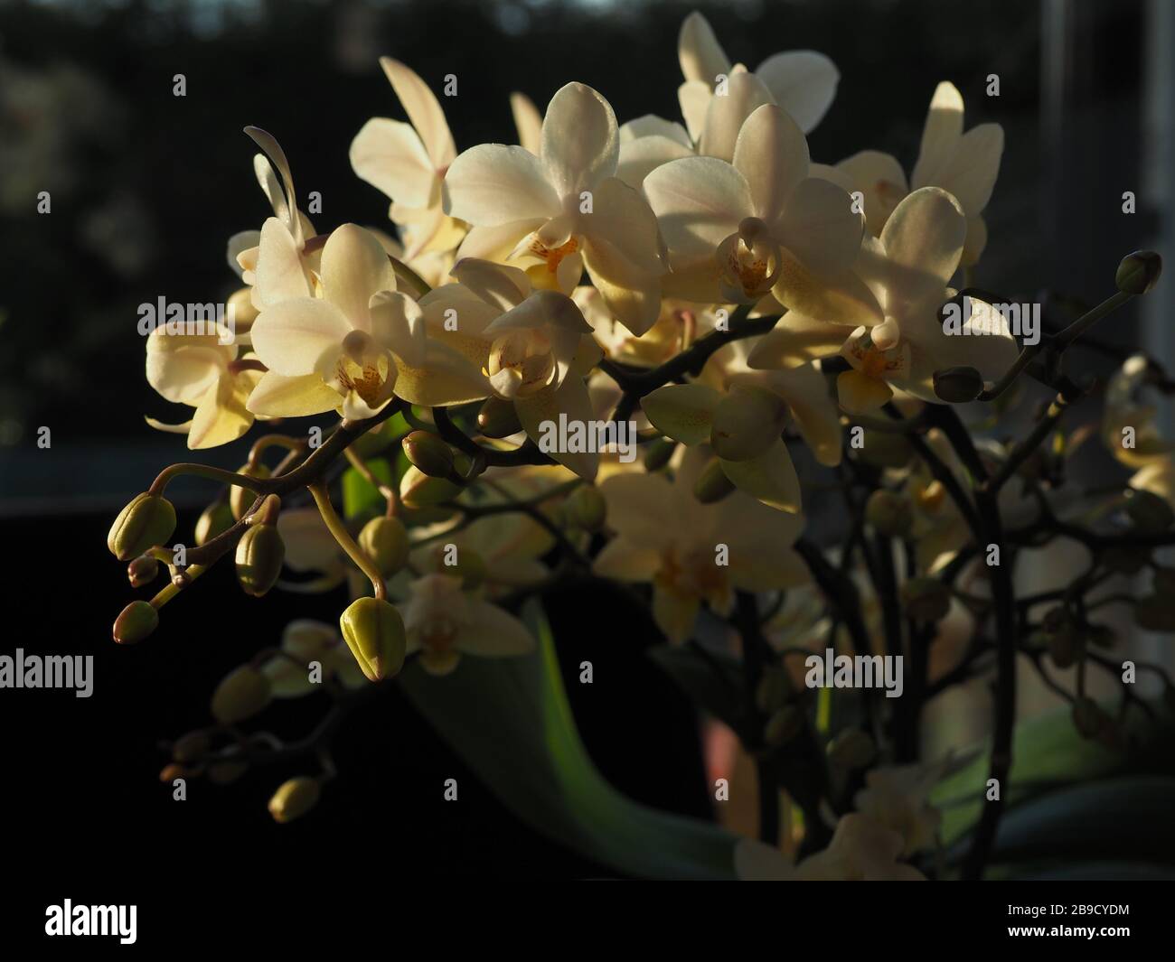 Cream orchid flowers, low key image, side lit Stock Photo - Alamy