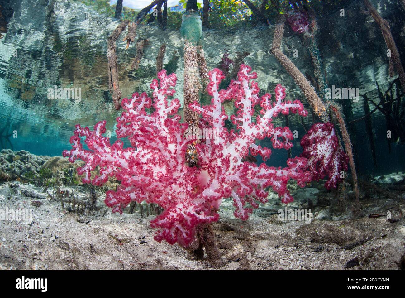 A brightly colored soft coral adorns prop roots in a blue water ...