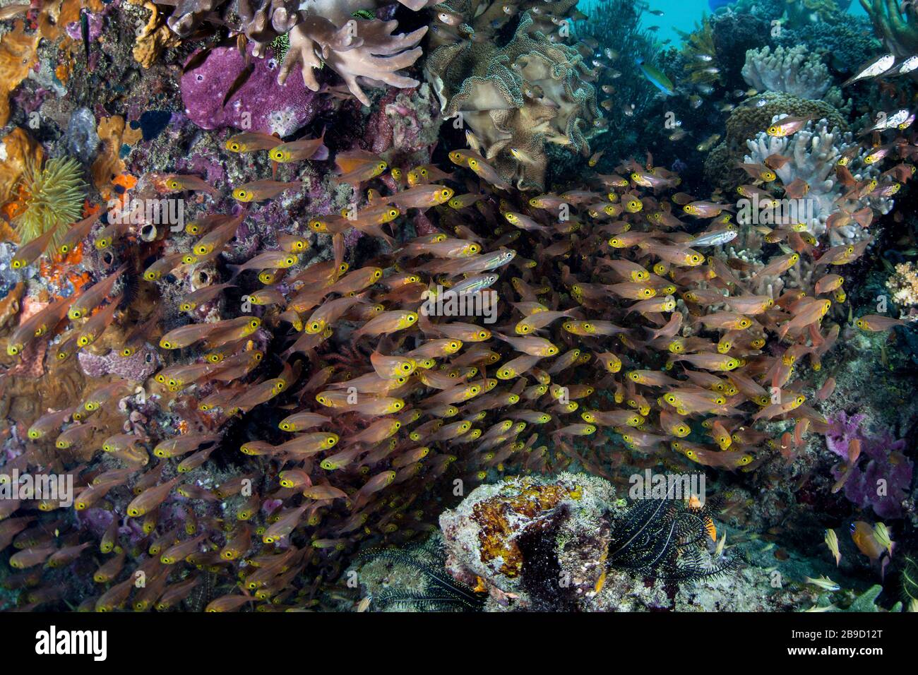 Golden sweepers on coral reef hi-res stock photography and images - Alamy
