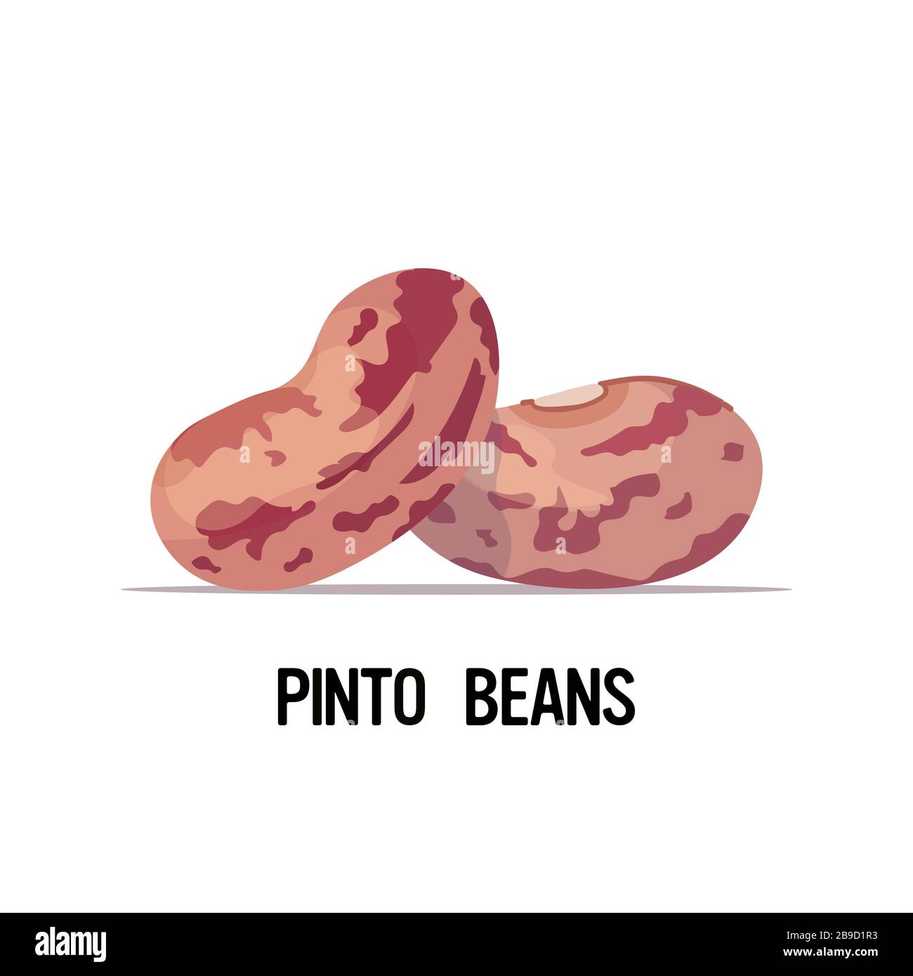 Uncooked pinto bean Stock Vector Images - Alamy