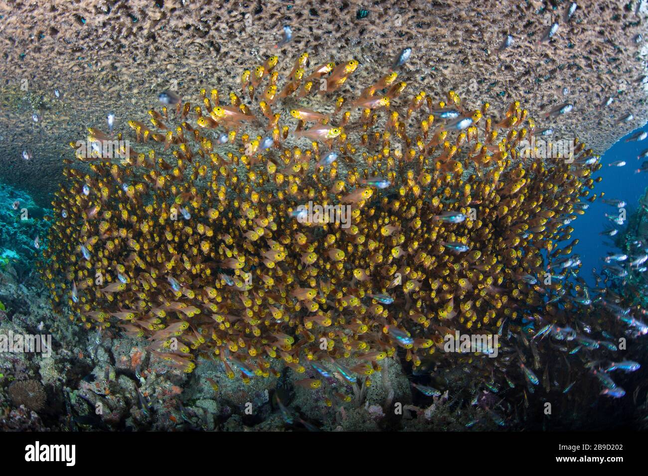 A school of golden sweepers, Parapriacanthus ransonneti, swimming on a ...