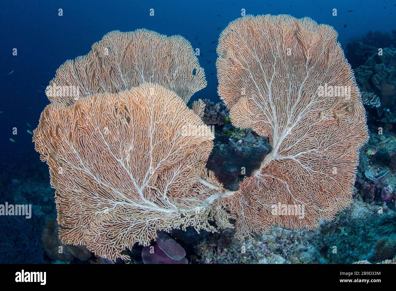 A beautiful gorgonian grows on a healthy reef Stock Photo - Alamy