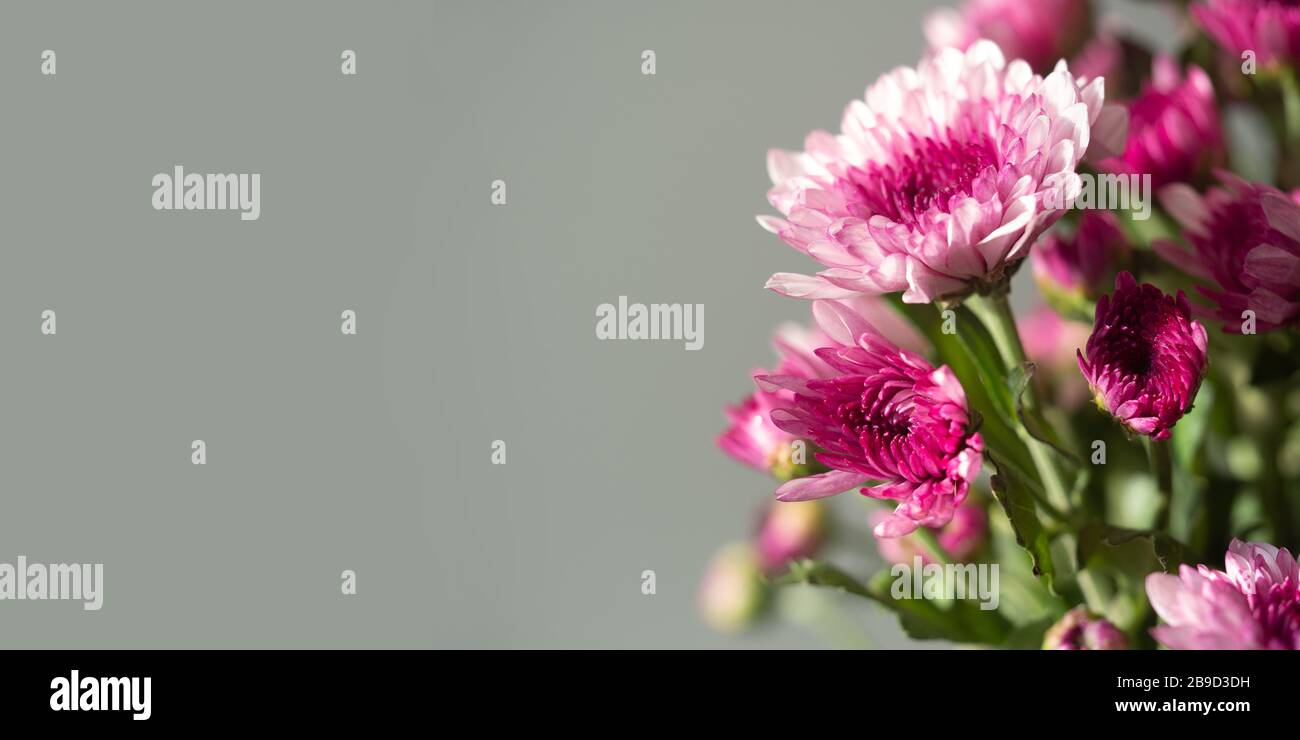 Flowers with multi-layered petals, Chrysanthemum pink flower. Closeup ...
