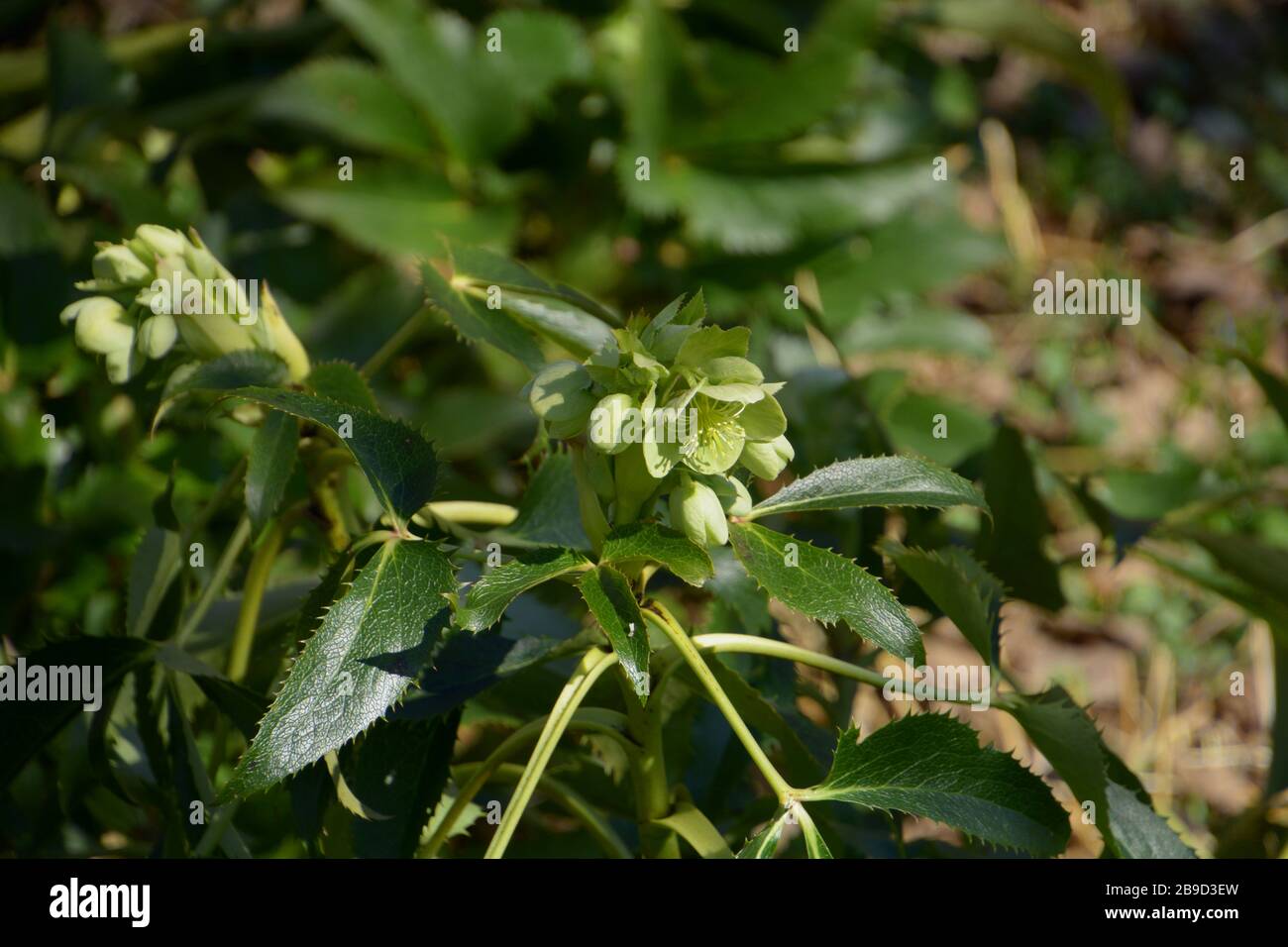 Hellebore seed pods hi-res stock photography and images - Alamy