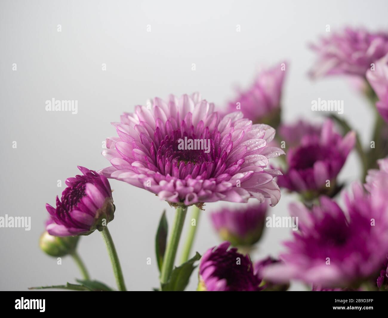 Flowers with multi-layered petals, Chrysanthemum pink flower. Closeup ...