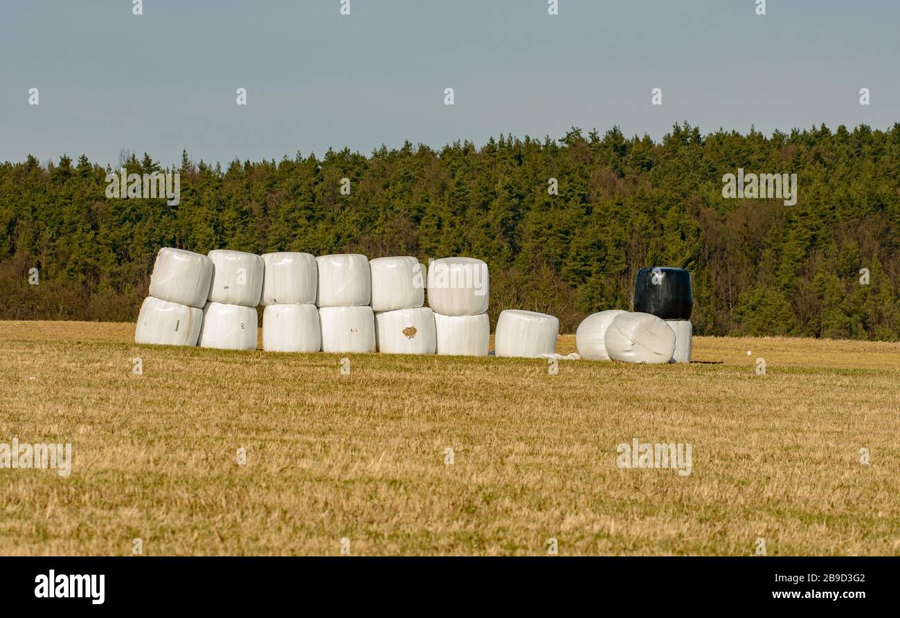 packed haystacks on the field in front of forest, landscape Stock Photo ...