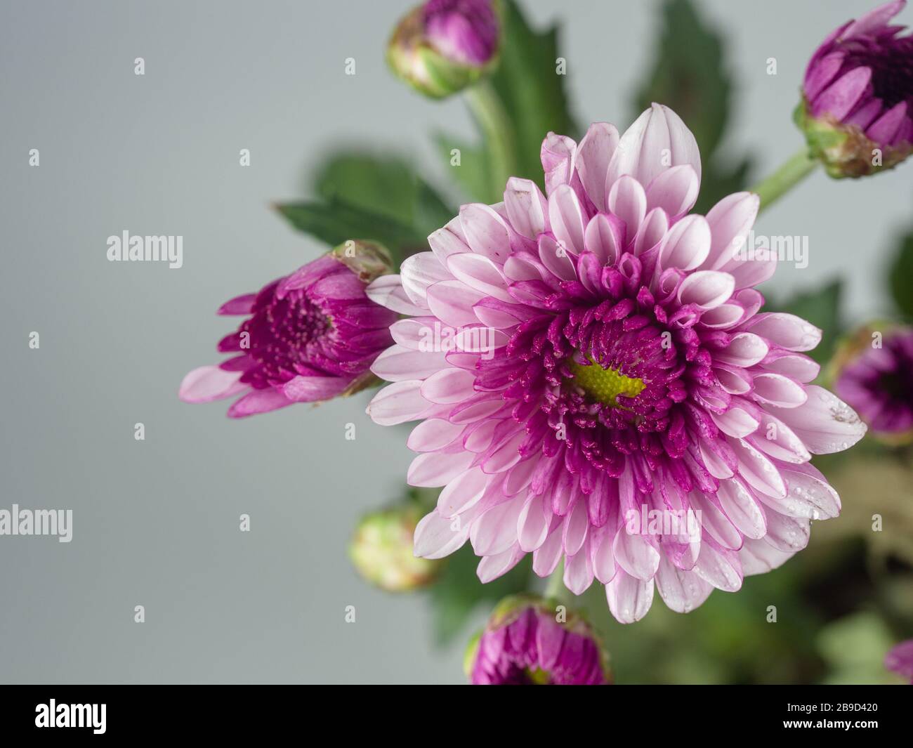 Flowers with multi-layered petals, Chrysanthemum pink flower. Closeup ...