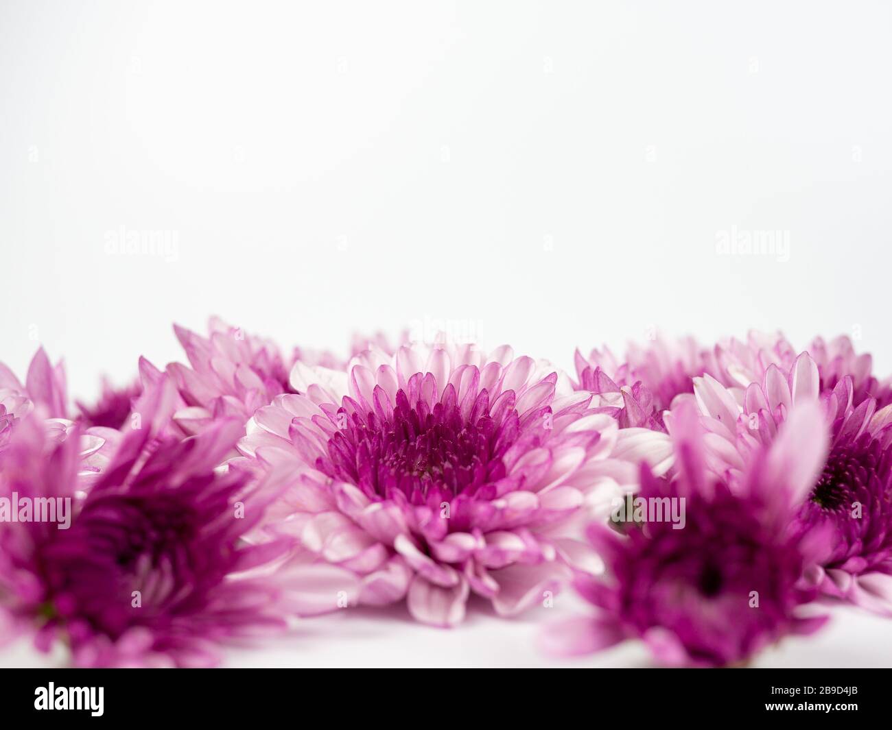 Flowers with multi-layered petals, Chrysanthemum pink flower on white ...