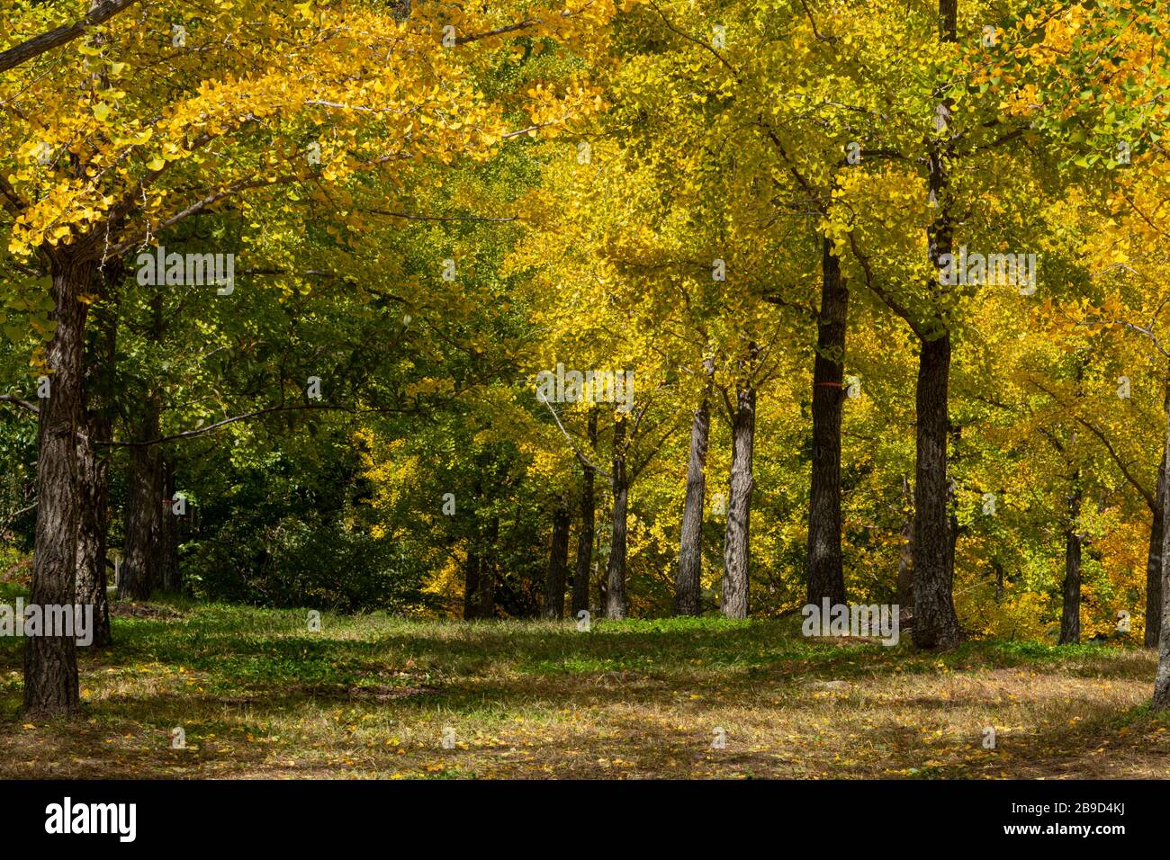 a yellowed ginkgo forest in autumn Stock Photo - Alamy