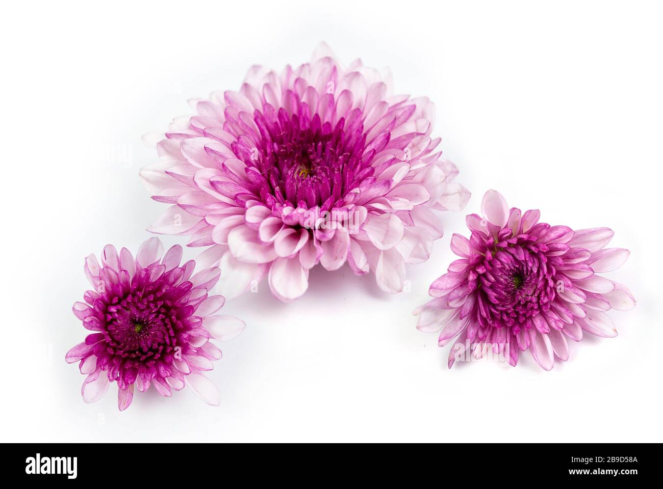 Flowers with multi-layered petals, Chrysanthemum pink flower on white ...
