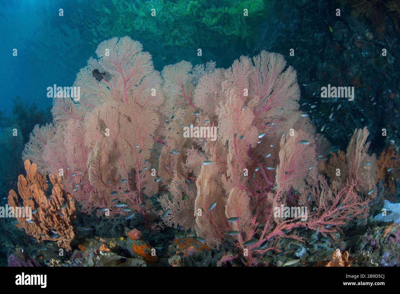 Gorgonian Whips High Resolution Stock Photography and Images - Alamy
