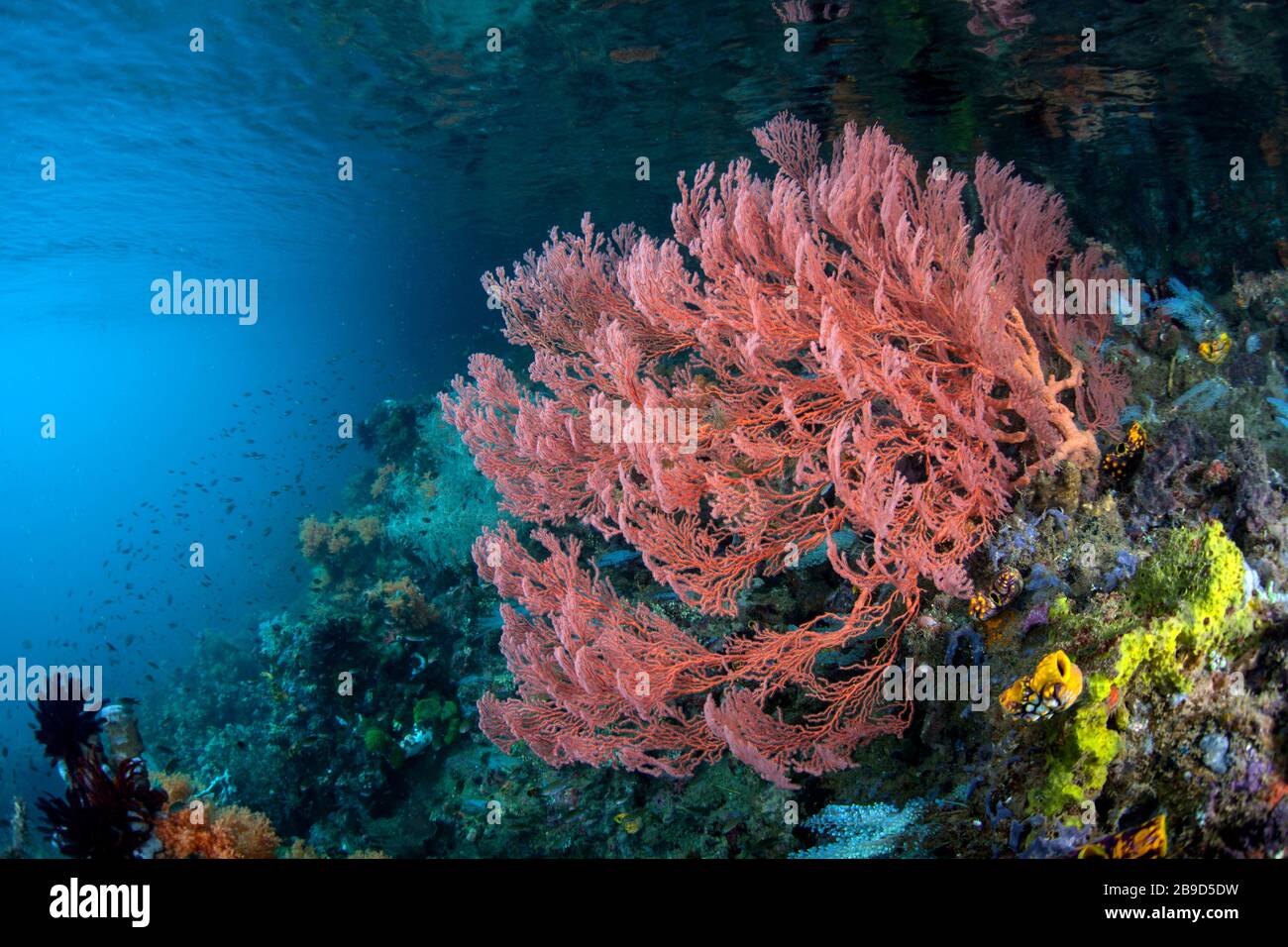 Gorgonian Whips High Resolution Stock Photography and Images - Alamy