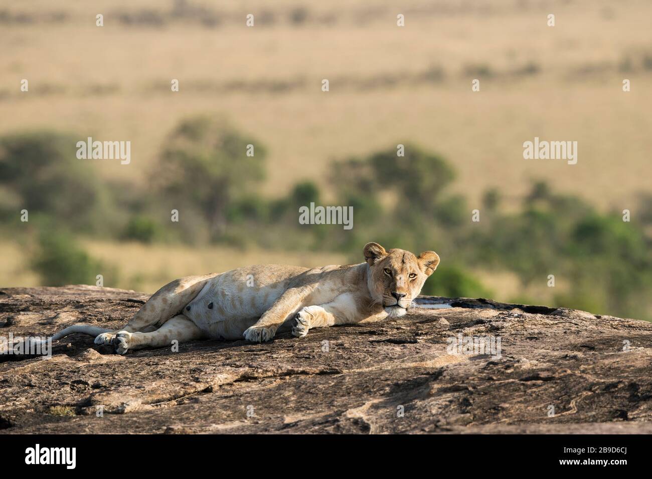 The image of Mara Lion (Panthera leo) in Masai Mara national park ...