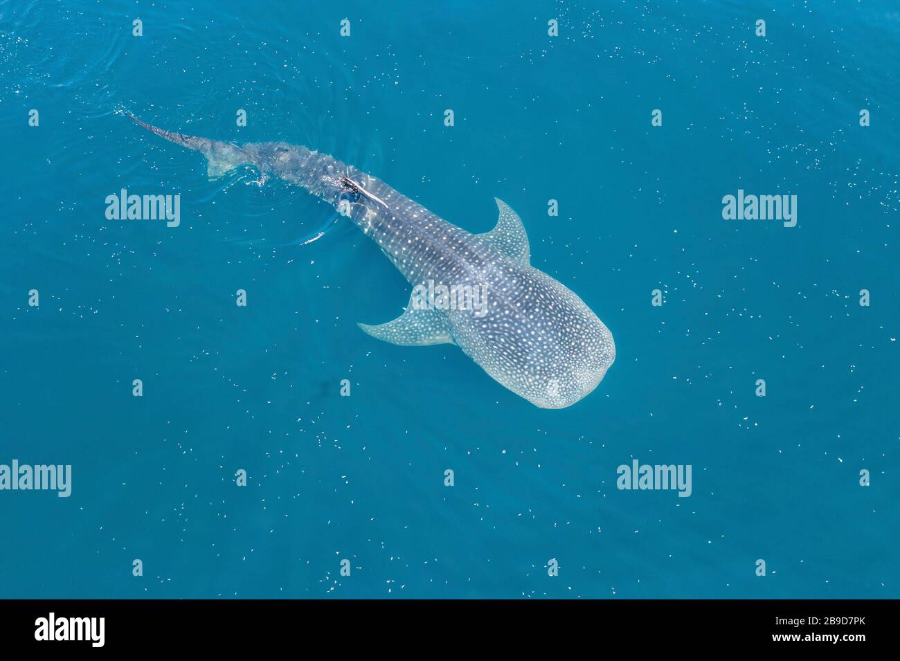Overhead view of a whale shark hi-res stock photography and images - Alamy